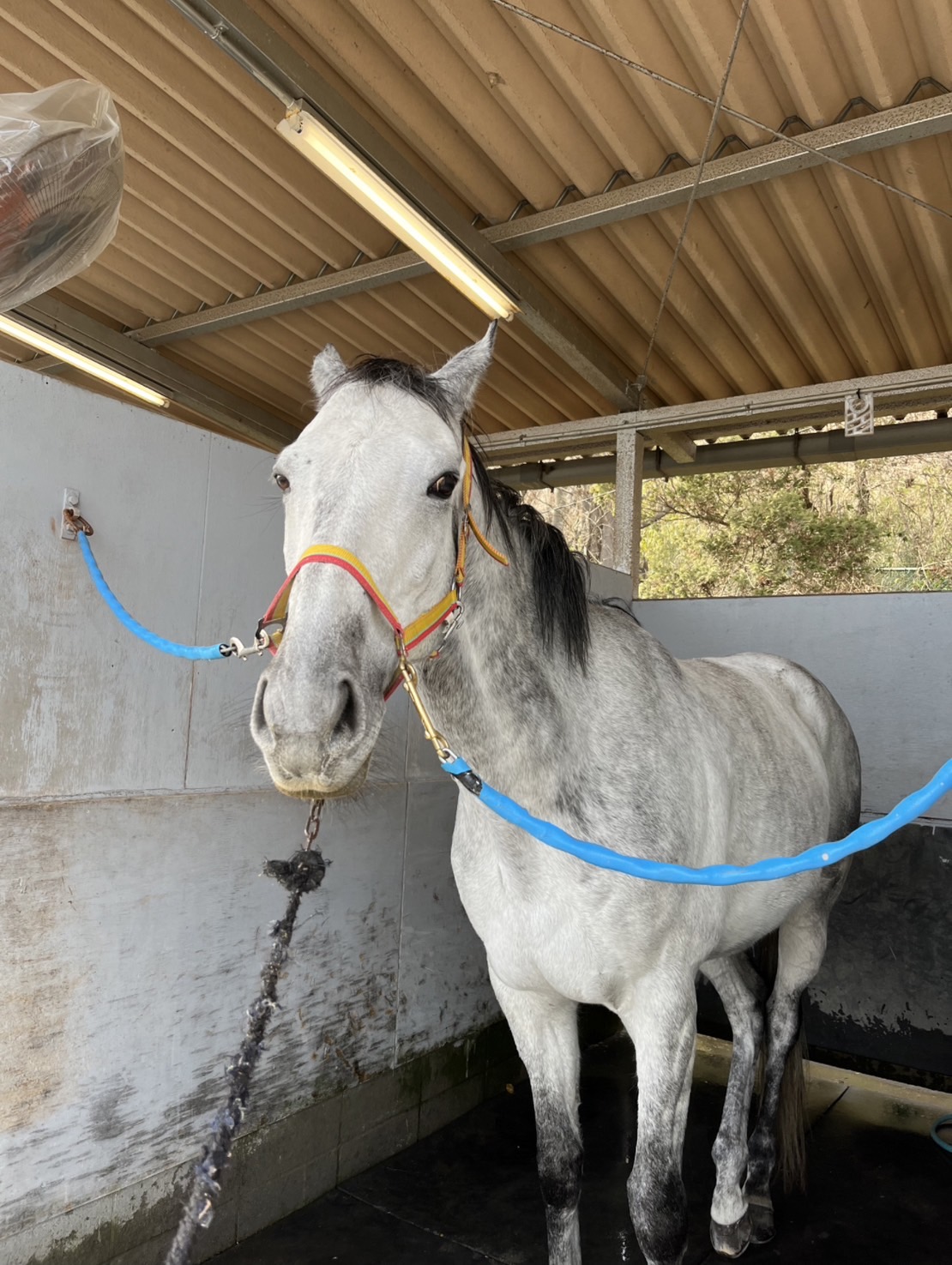 馬に魅せられて | 大友和哉のウマ浪漫 | UMATO