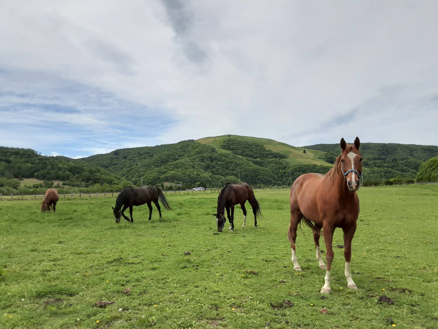 等間隔 | うま茶房 | UMATO