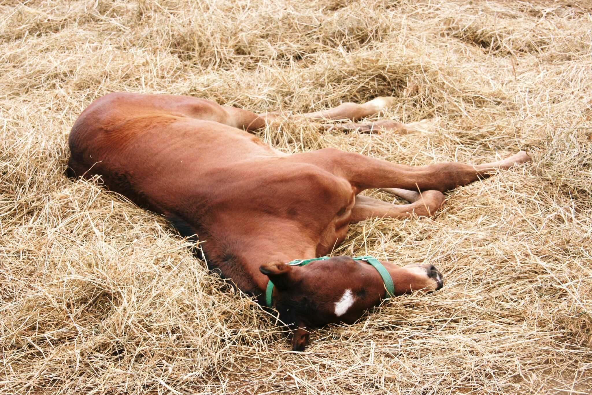 寝る子は育つ | うま茶房 | UMATO