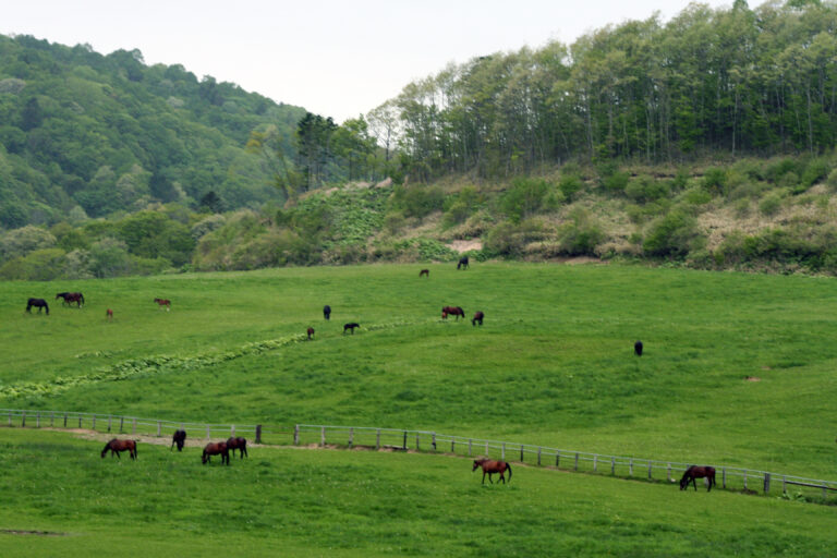 高台から見渡せば | うま茶房 | UMATO