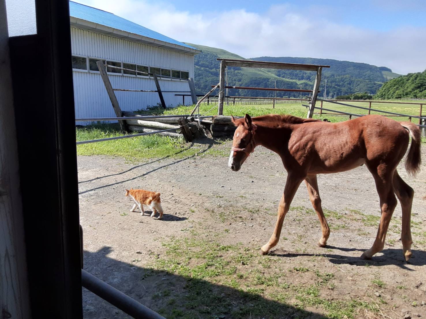 相棒 | うま茶房 | UMATO