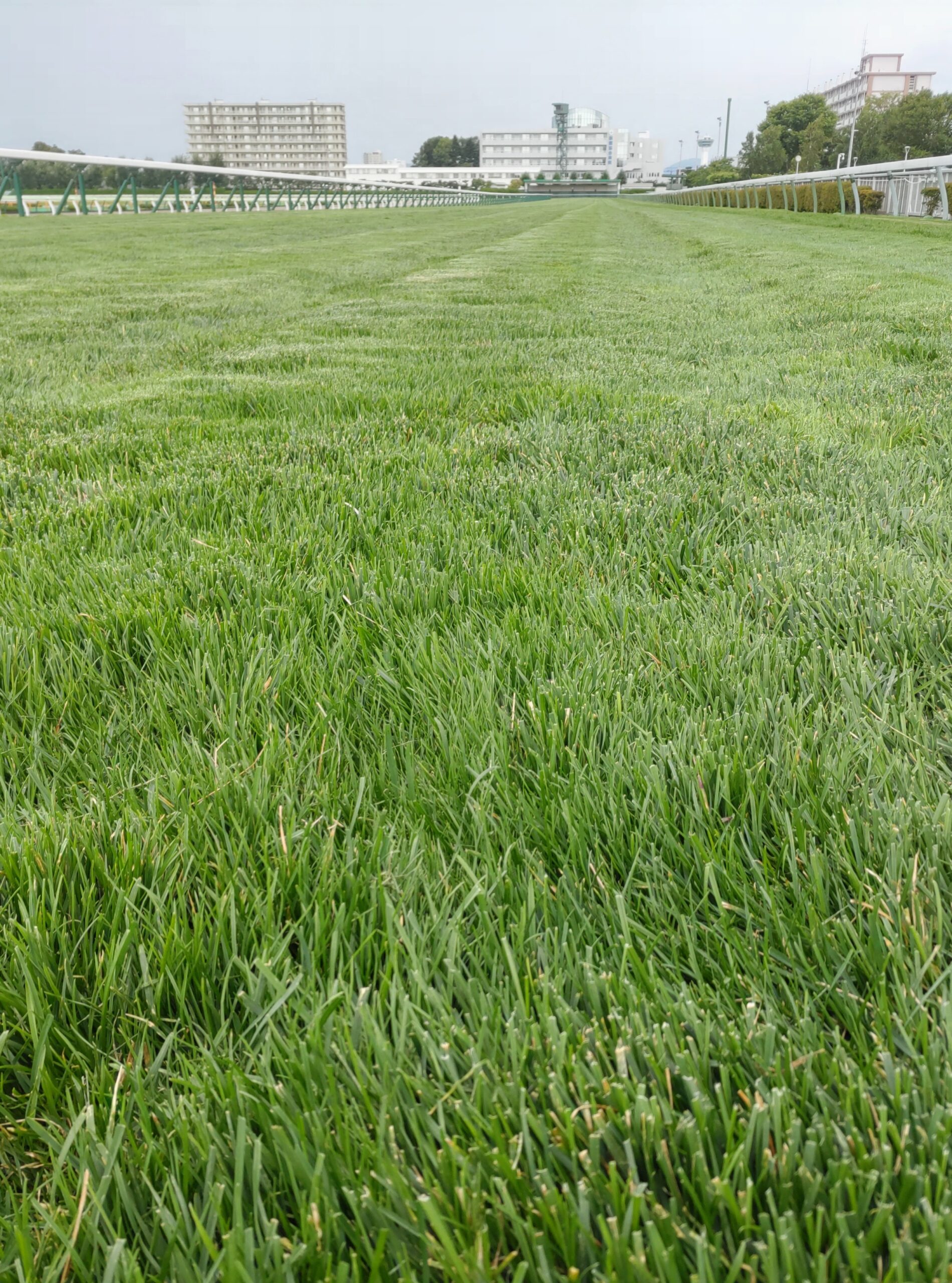 全国競馬場探訪～函館競馬場～＜3回シリーズ 第1回＞ | 田中一征の馬噺 | UMATO