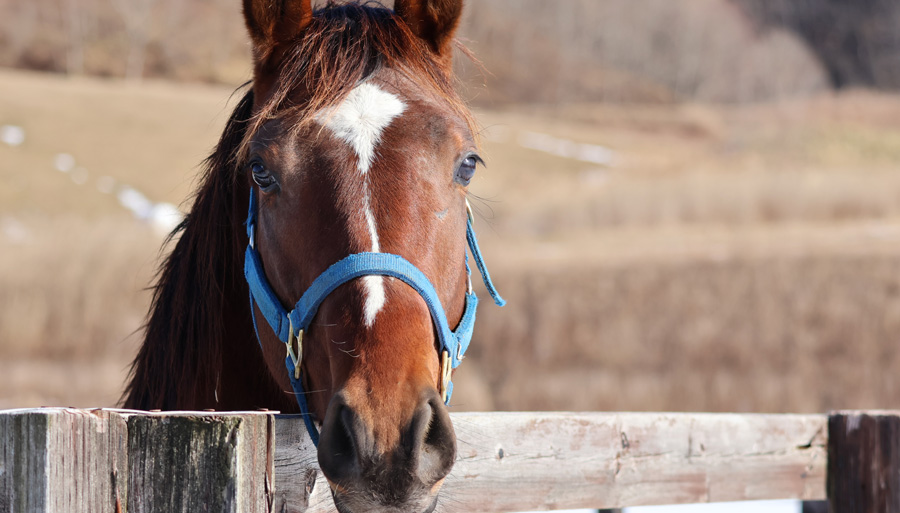 夢にむかって | うま茶房 | UMATO