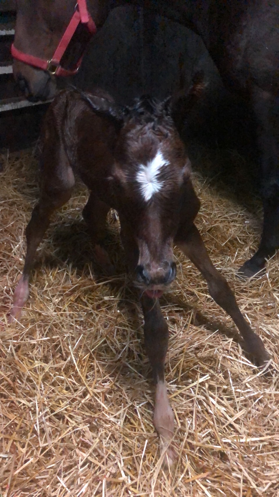 誕生 | うま茶房 | UMATO