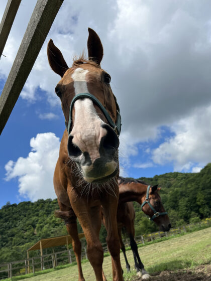 馬の呼吸 ️知れば知るほどおもしろい🤭 | 泉ノ波あみです、どうも！ | UMATO