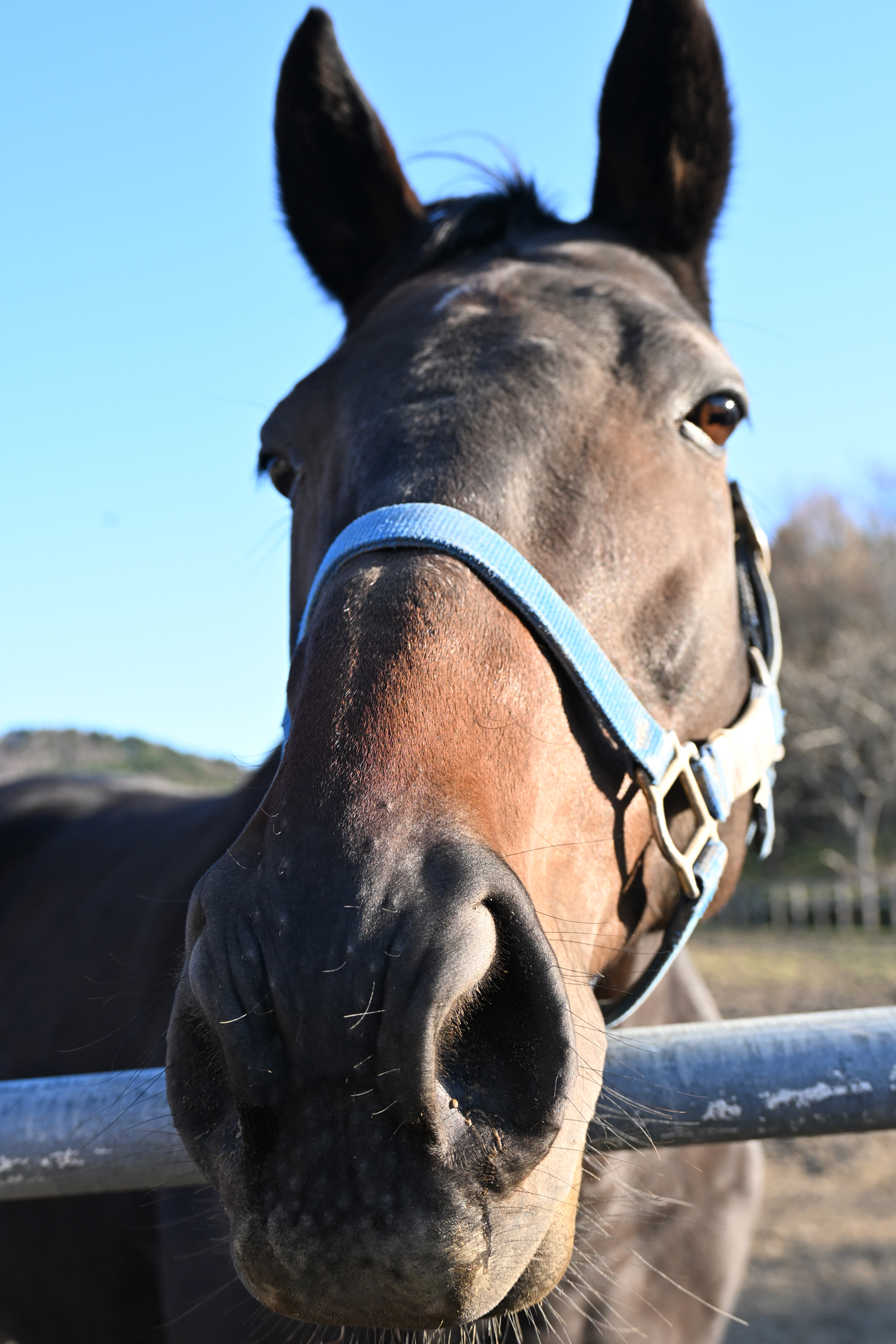 可愛く撮れた？ | うま茶房 | UMATO